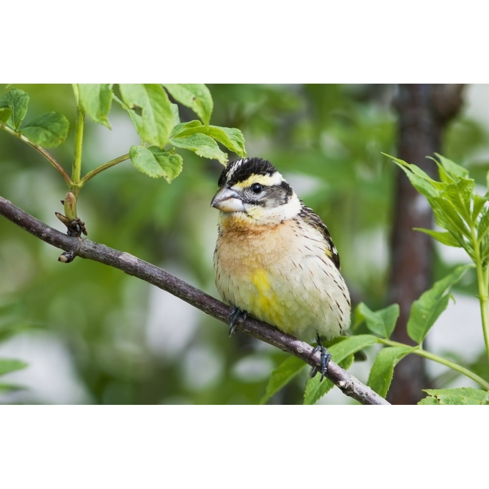 A female Black-headed Grosbeak perches in a bush; Astoria Oregon United ...