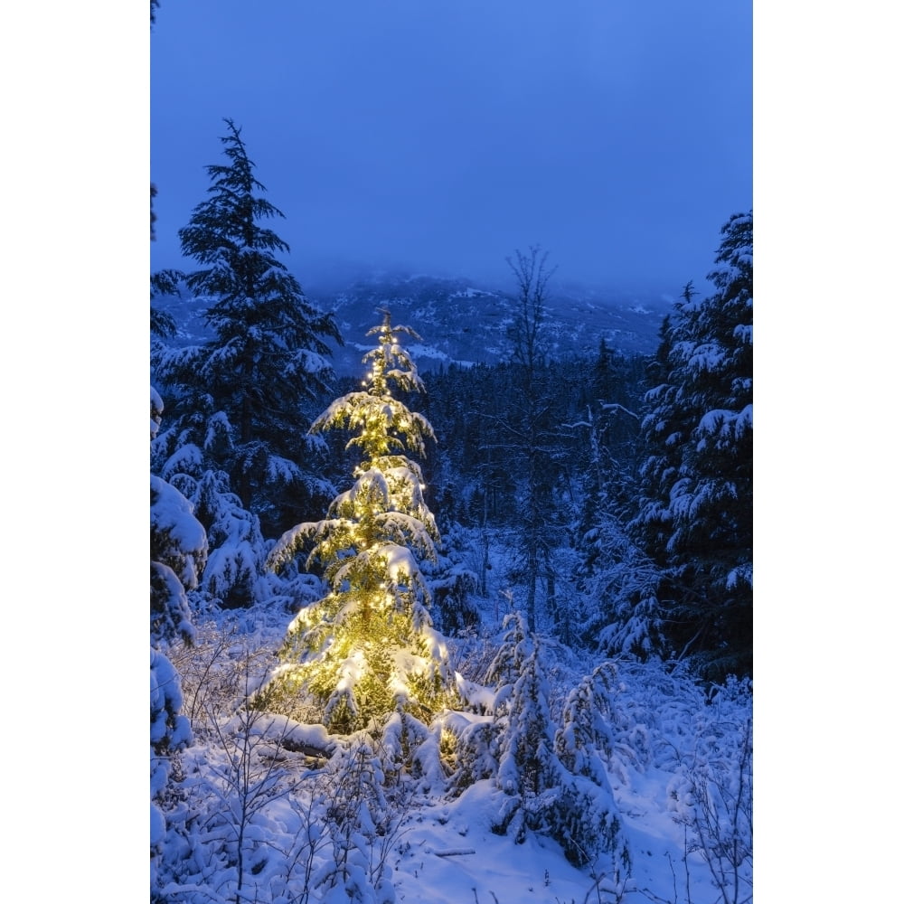 A festive Mountain Hemlock evergreen tree strung with white lights and covered in snow in a ...