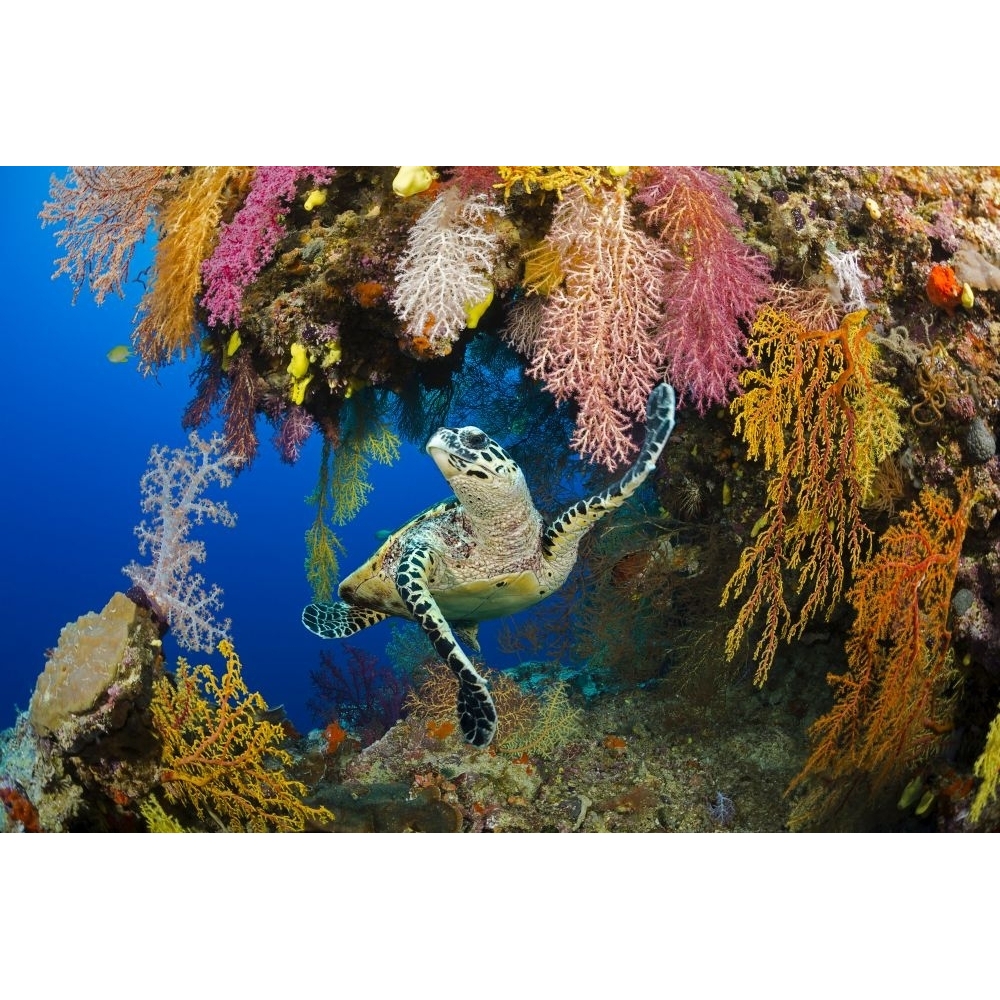 A hawksbill sea turtle Eretmochelys imbricata in a colorful overhang on ...