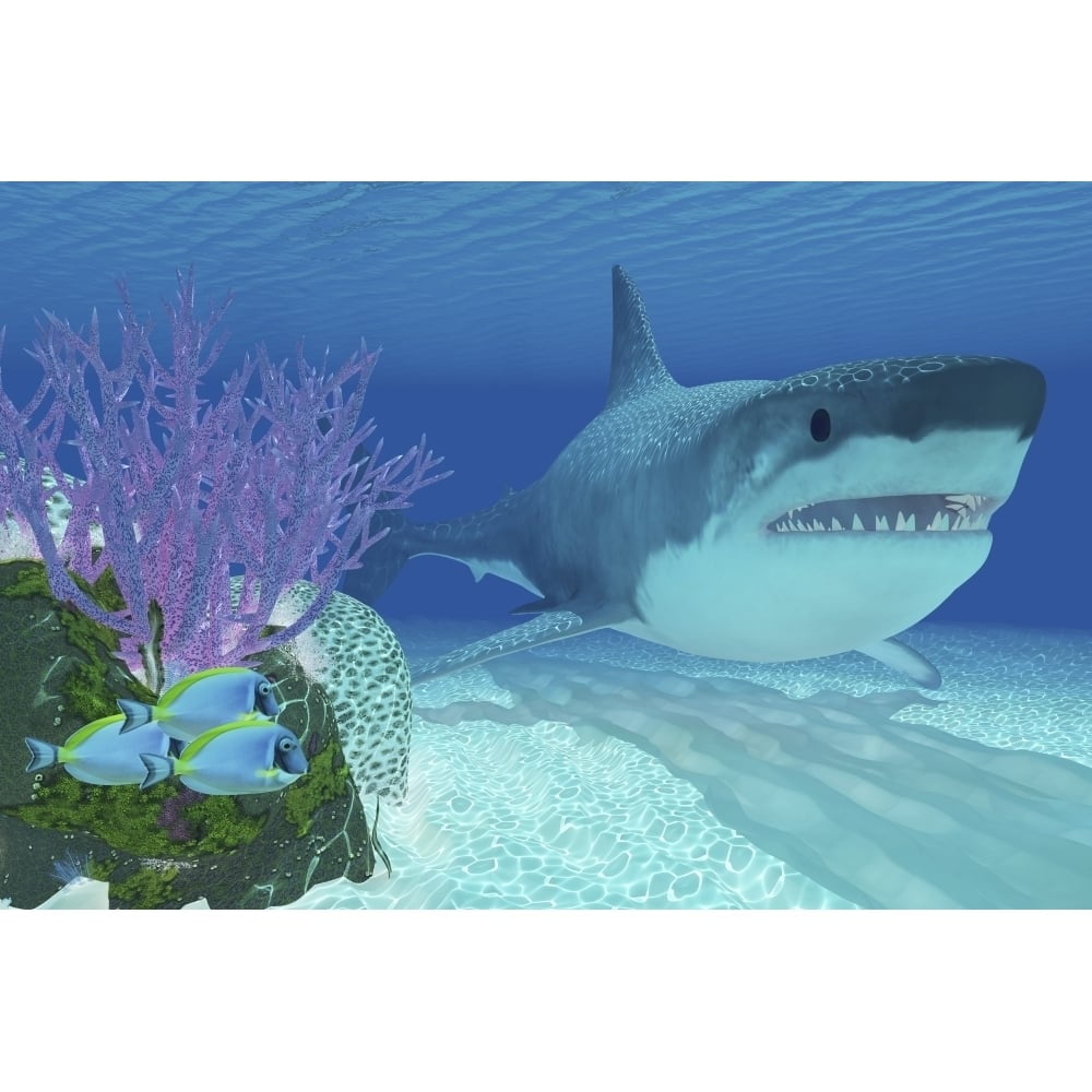 A huge Megalodon shark swimming in clear ocean waters Poster Print ...