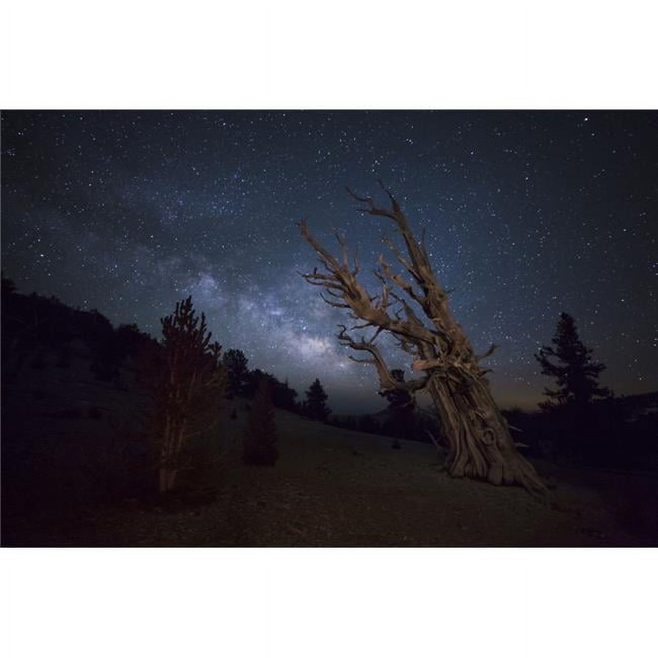 A large bristlecone pine in the Patriarch Grove bears witness to the ...