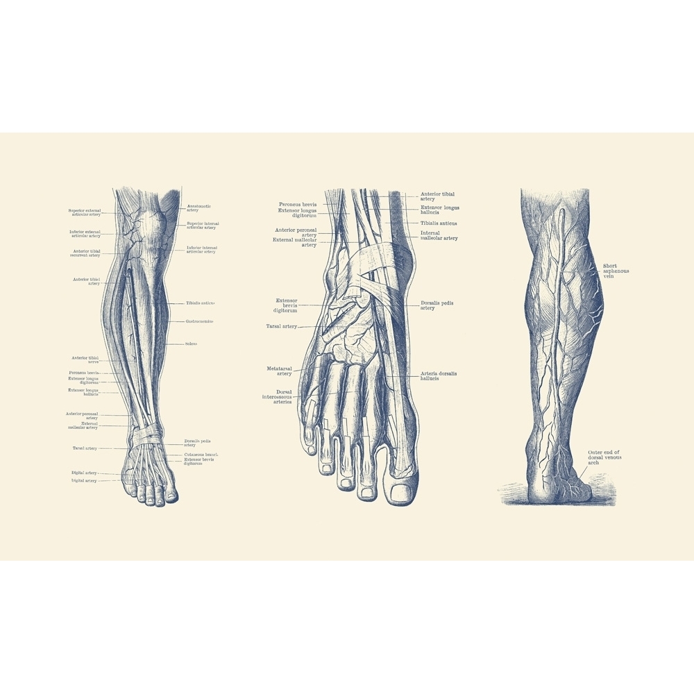 A multi view of the human leg and foot showcasing the veins tendons and ...