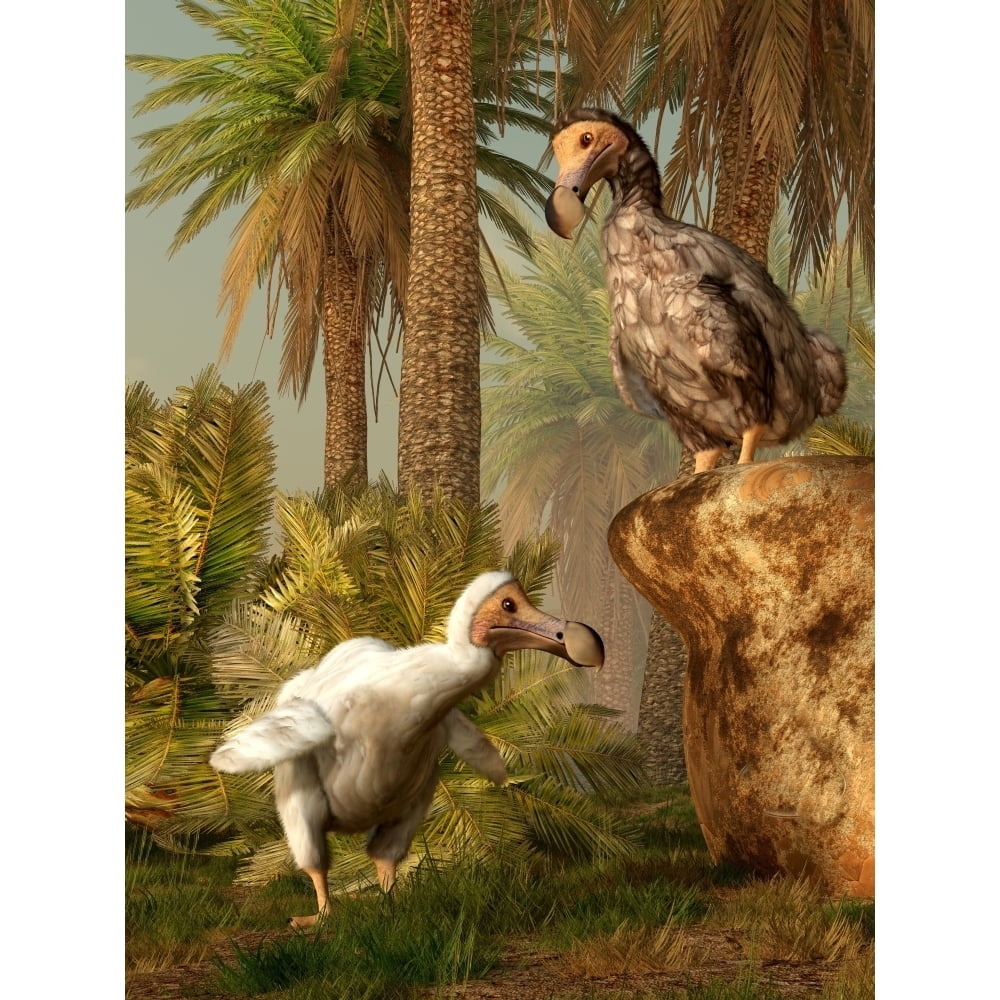 A pair of Dodo birds play a game of hide-and-seek Poster Print ...