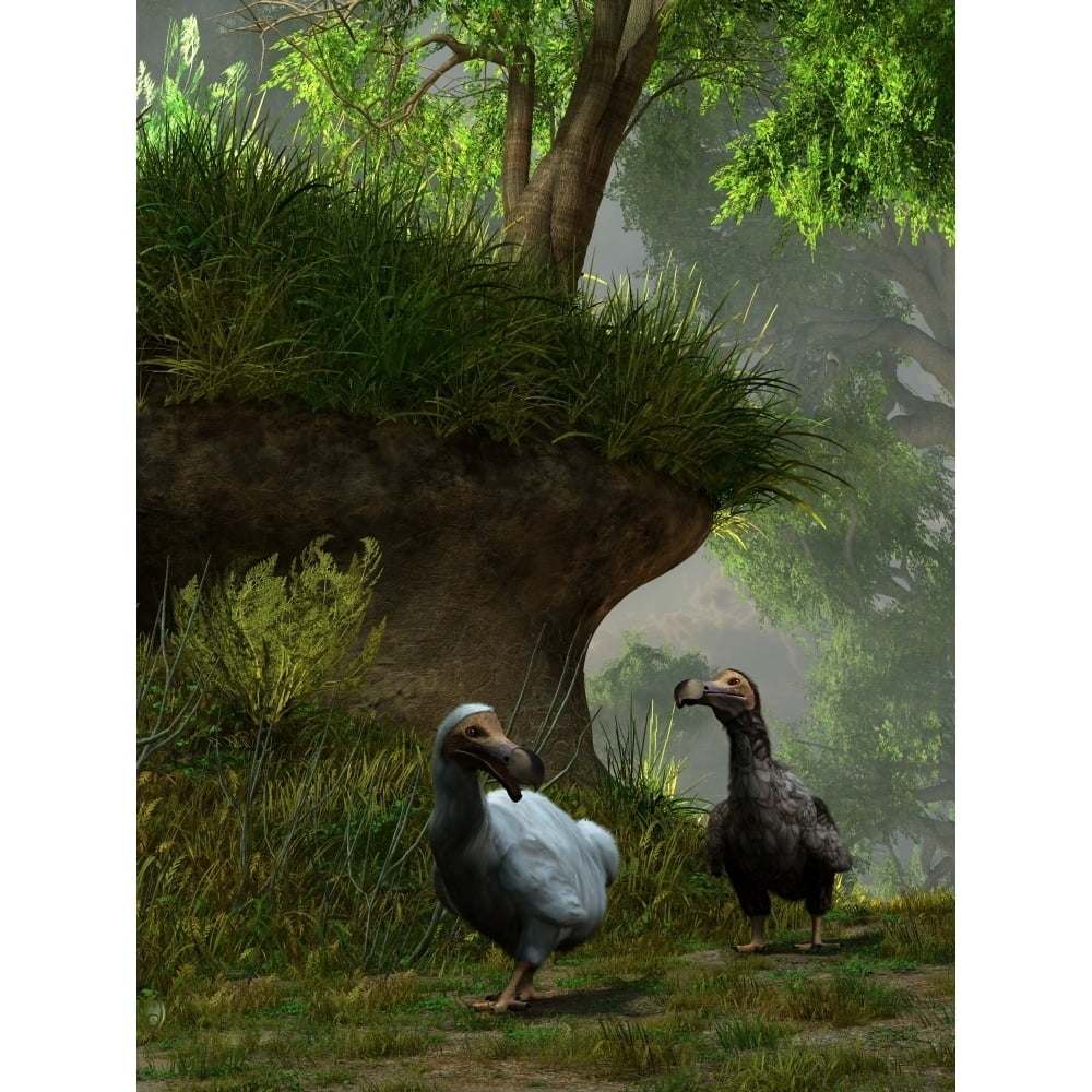 A pair of Dodo birds waddle along a forest path Poster Print - Walmart.com