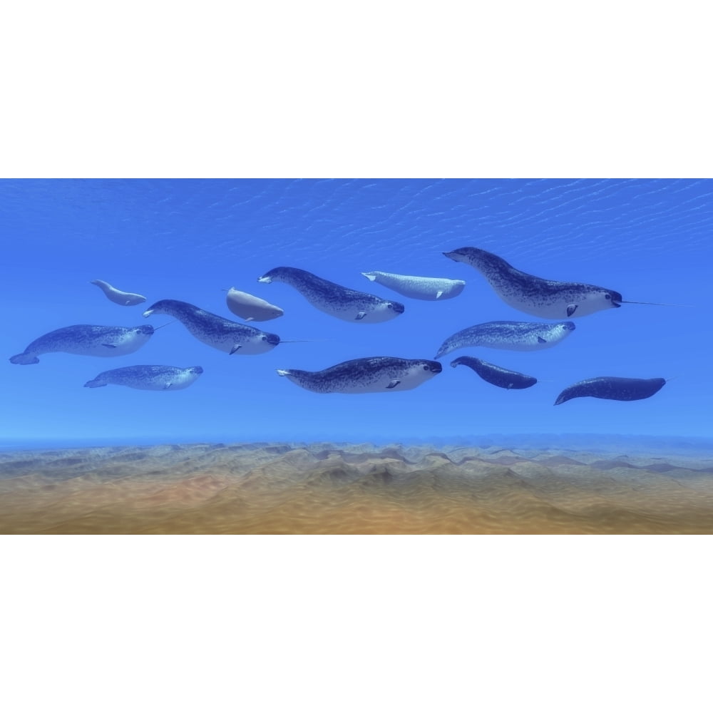 A pod of narwhal whales swim in the Arctic Ocean. Poster Print by Corey ...