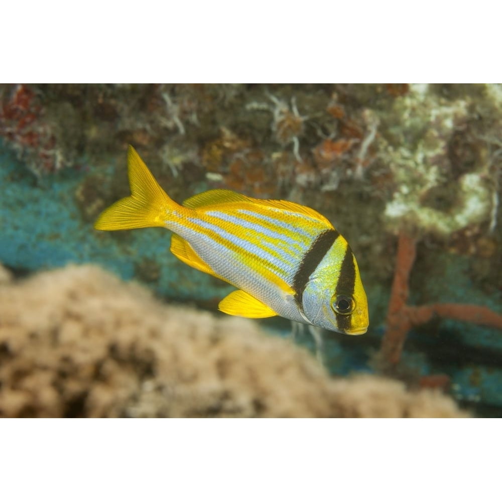 A porkfish, Anisotremus virginicus, off Singer Island, Florida, USA ...