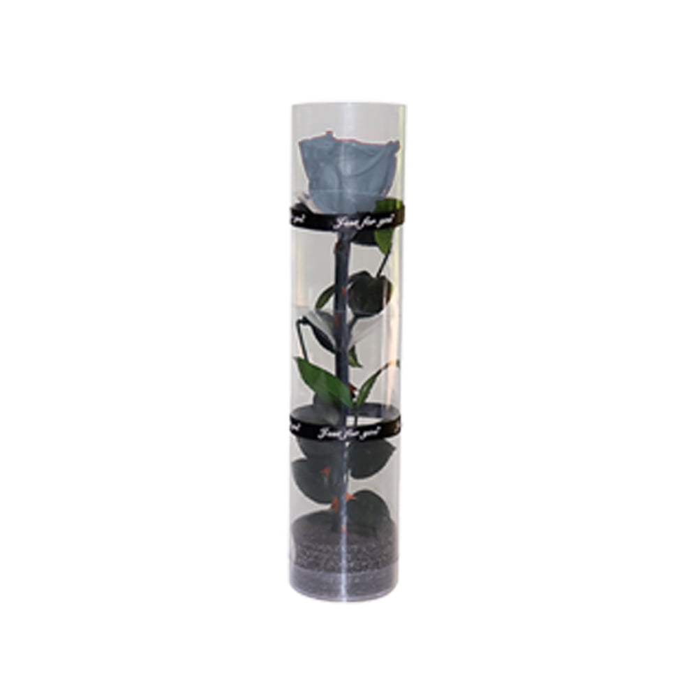 A real preserved rose, everlasting rose, durable rose, eternal ...