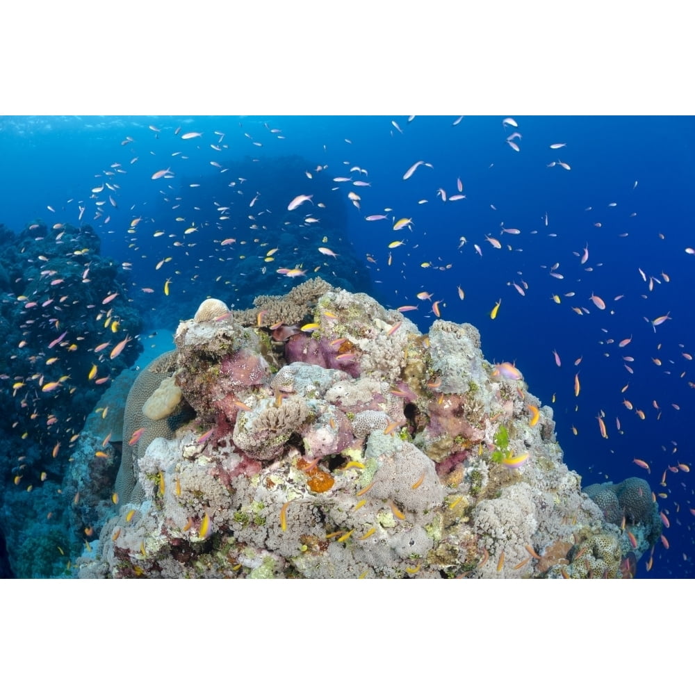 A reef scene with schooling anthias at Yap Caverns off the island of ...