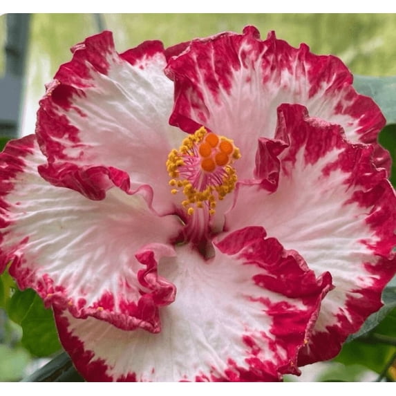 A robust and cold-resistant hibiscus – Tall and straight stem ...
