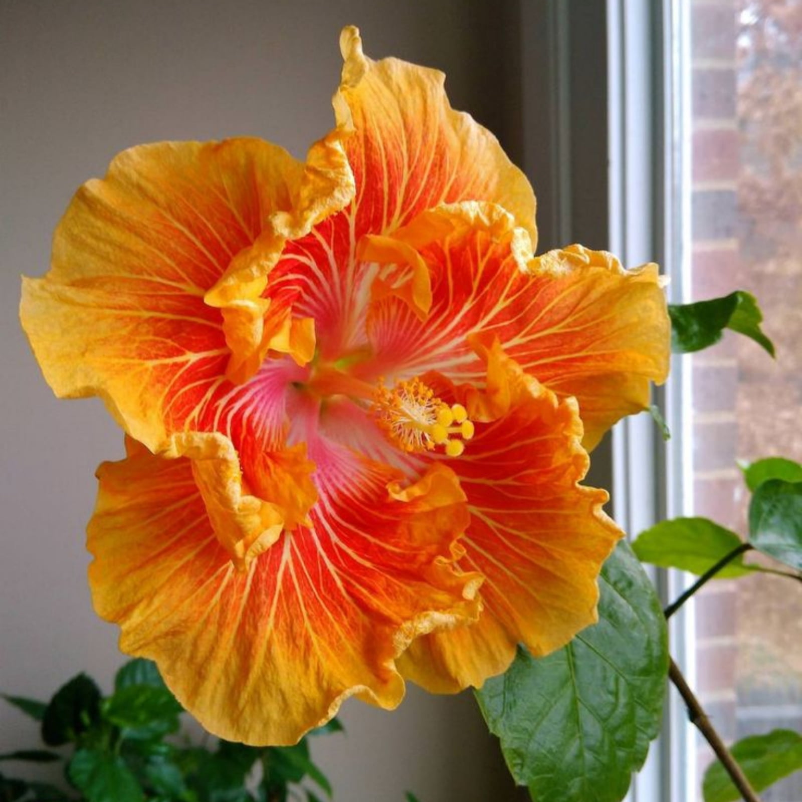 A robust and cold-resistant hibiscus – with a tall and straight stem ...
