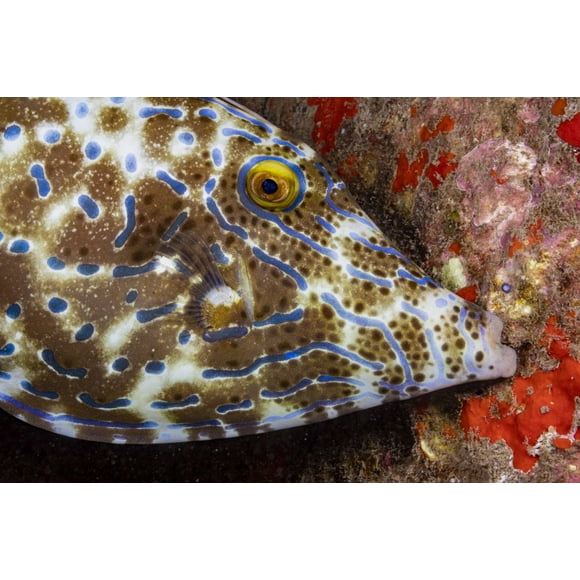 Hawaii Reef Fish Poster