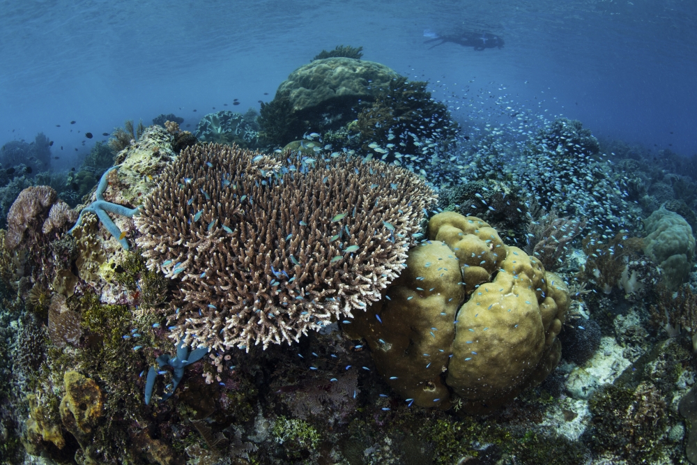 A snorkeler swims above a beautiful reef near Alor in the Lesser Sunda ...
