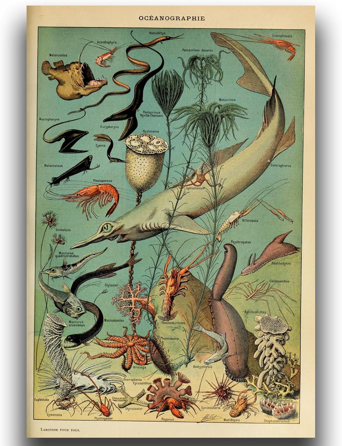 AABERIC Adolphe Millot Prints Oceanographie poster Vintage fish ...