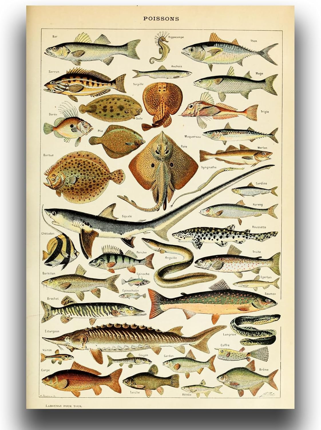 AABERIC Adolphe Millot Prints Vintage Oceanography Posters Ocean Fish ...