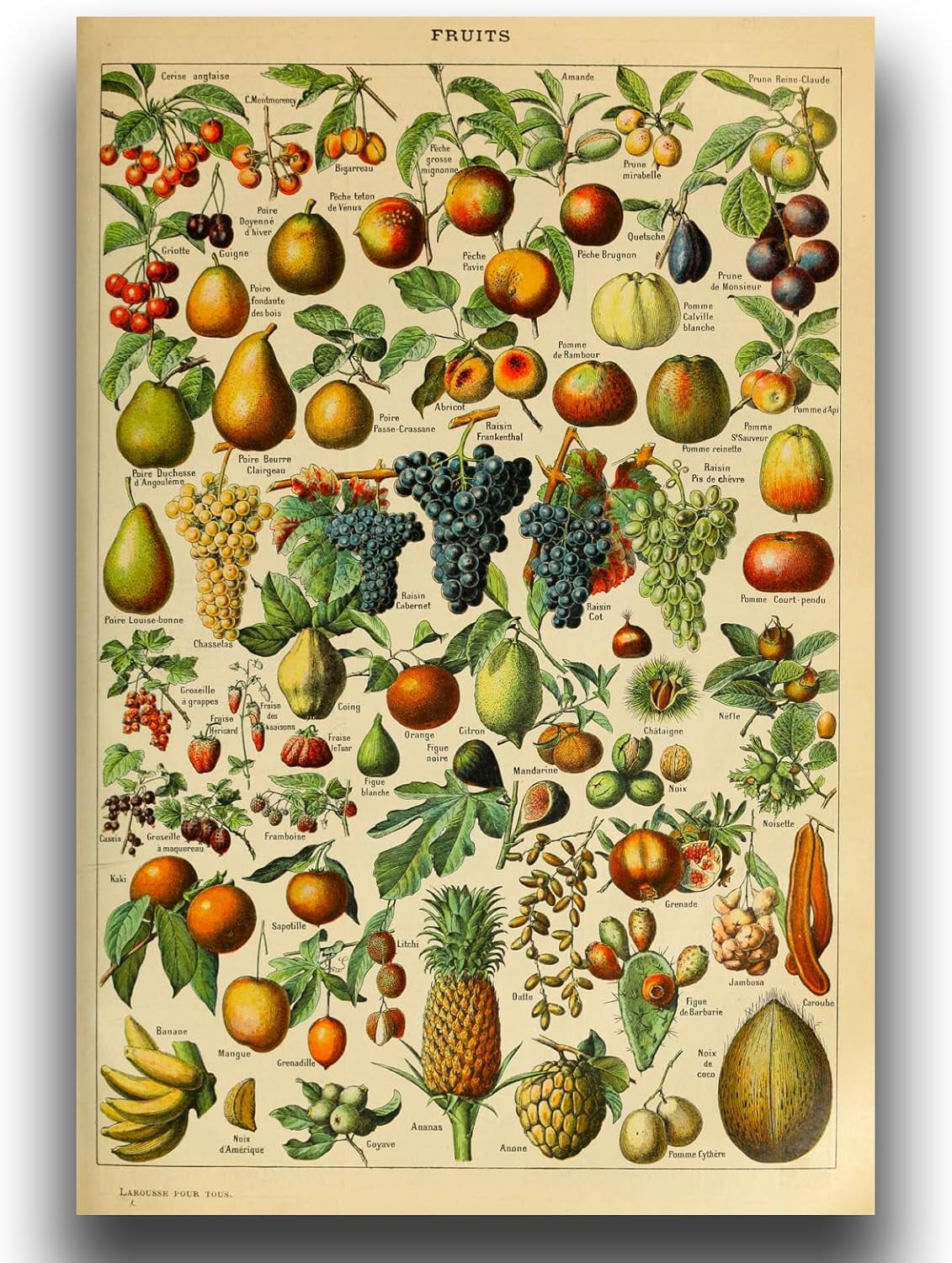 AABERIC Adolphe Millot prints Fruits Poster Plant Identification ...