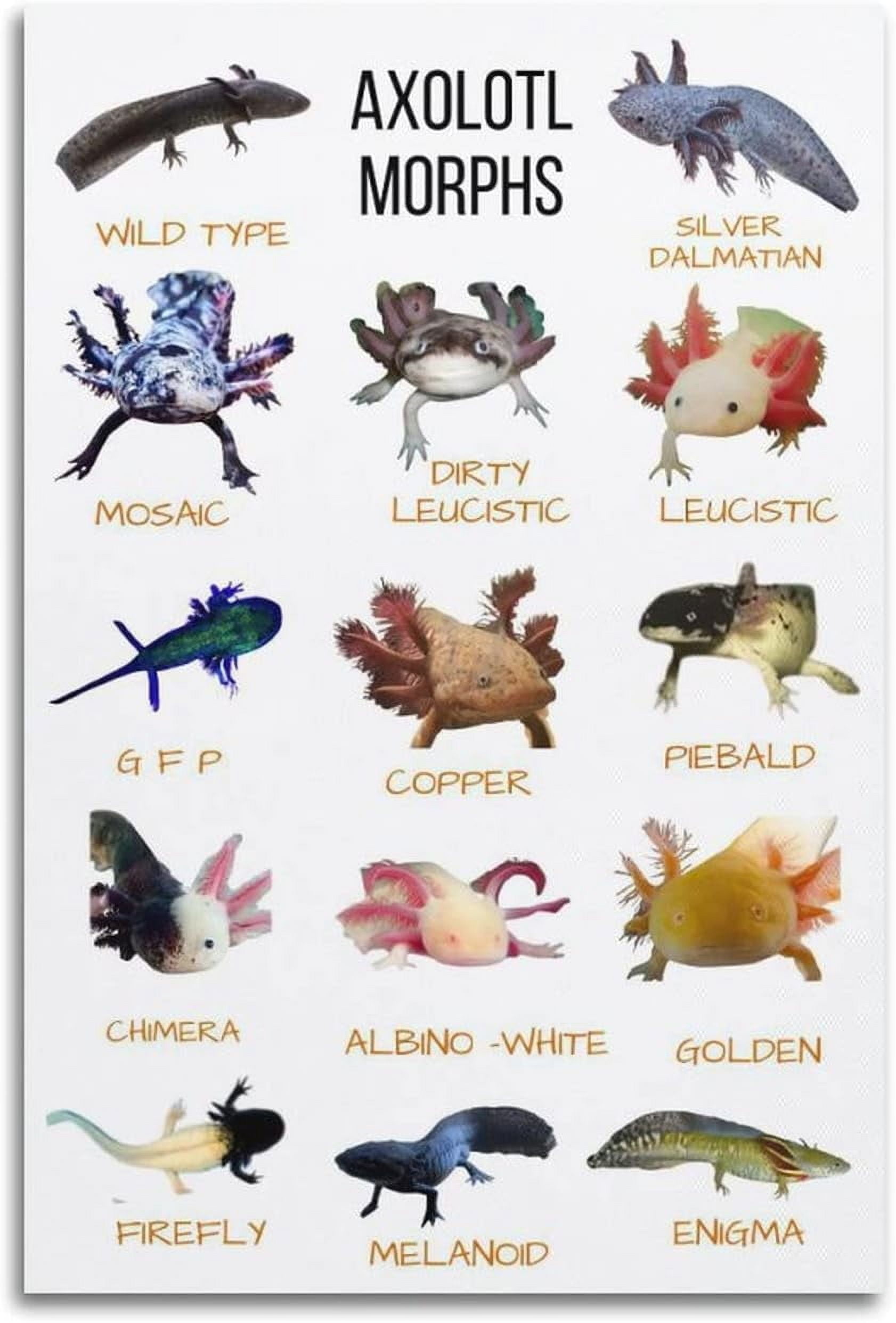 AABERIC Animal Science Poster Axolotl Posters Axolotl Morphs Art Canvas ...