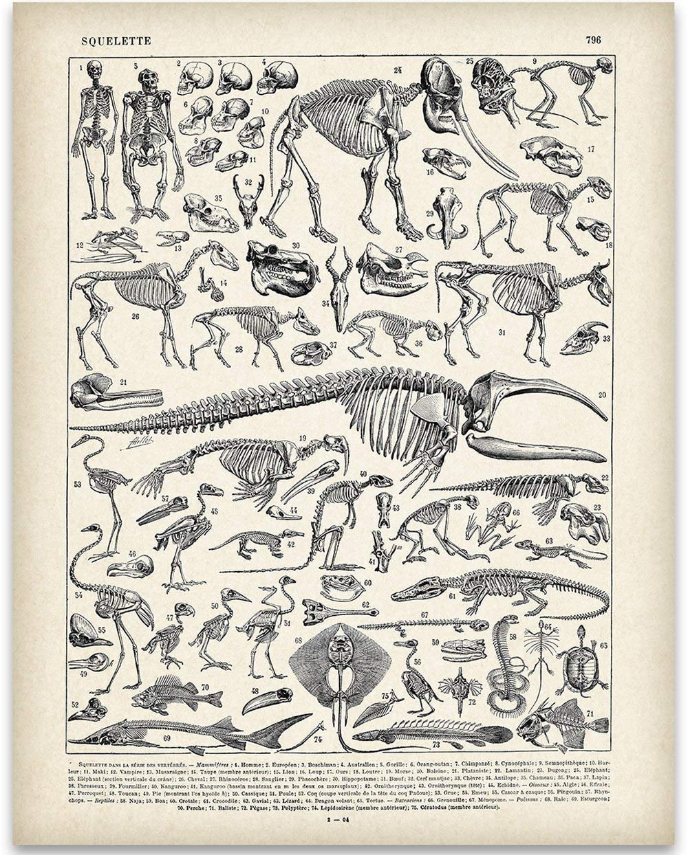 AABERIC Animal Skeletons Bones Illustration Art Print Biology Decor ...