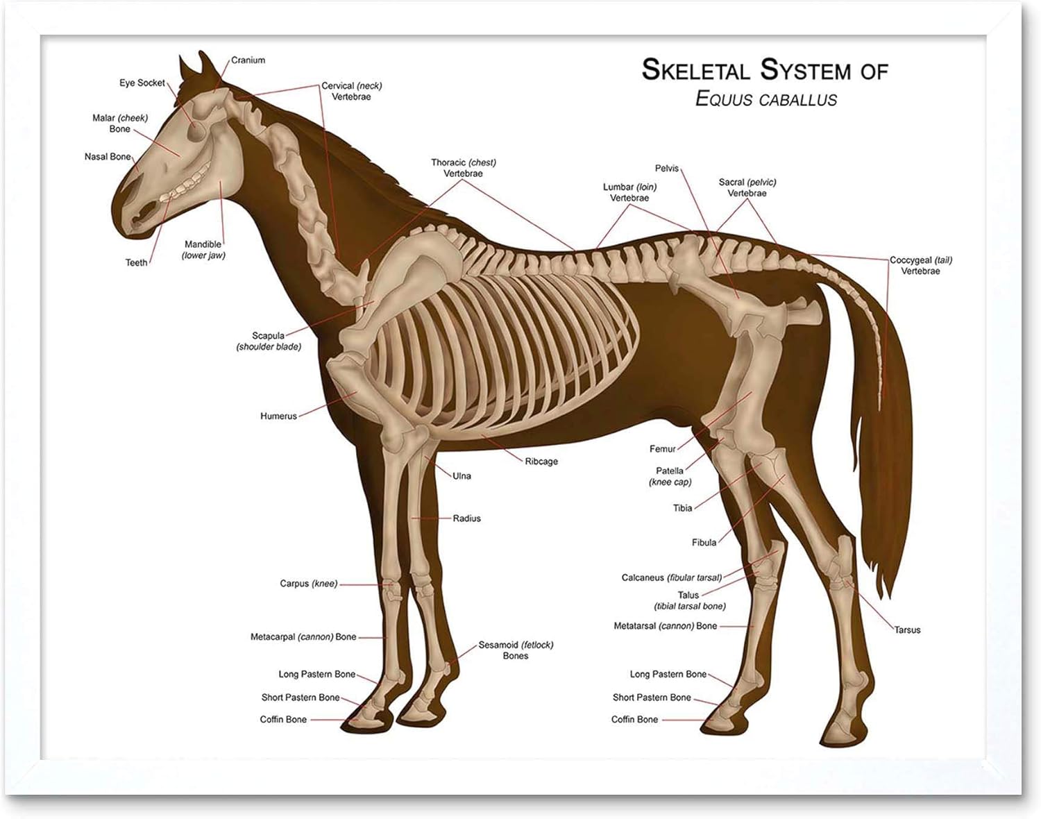 AABERIC Animals Skeleton Bones Horse Anatomy Framed Wall Art Print ...