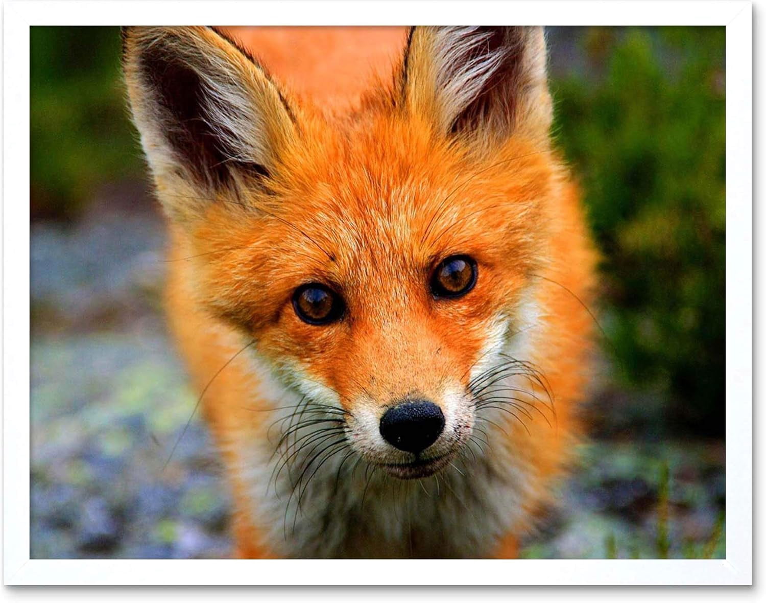 AABERIC Baby Fox Portrait Woodland Animal Wildlife Unframed Wall Art ...