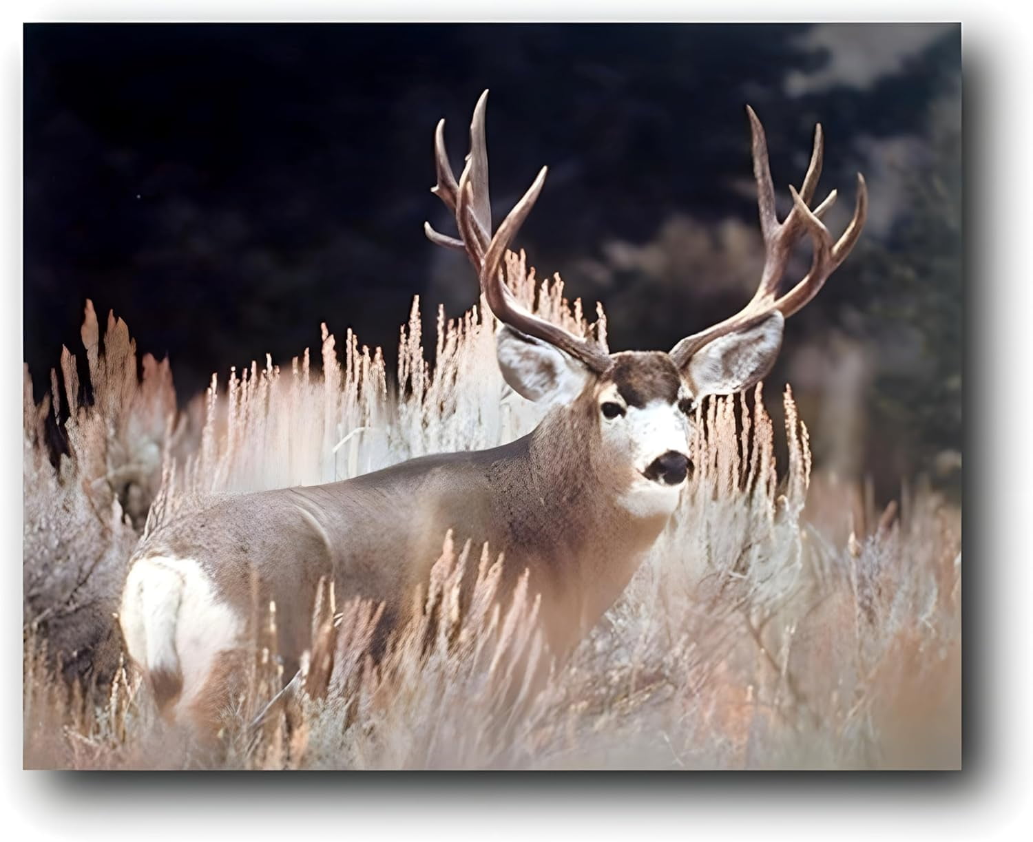 AABERIC Big Antler Rack Wall Decor Large Mule Deer Animal Wildlife Art ...