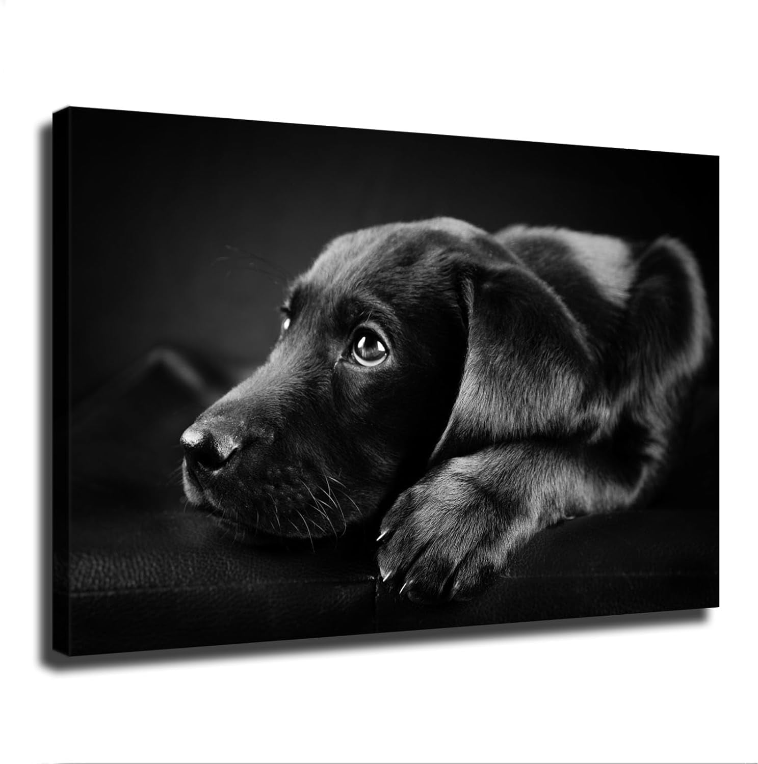 AABERIC Black Labrador Retriever Dog Bright Eye Black Lab Black and ...