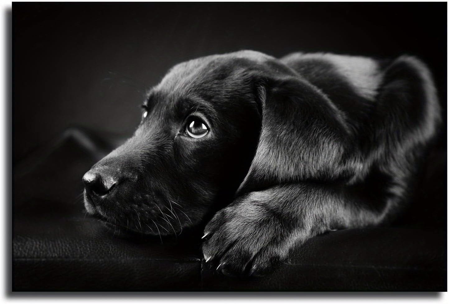 AABERIC Black Labrador Retriever Dog Bright Eye Black Lab black and ...