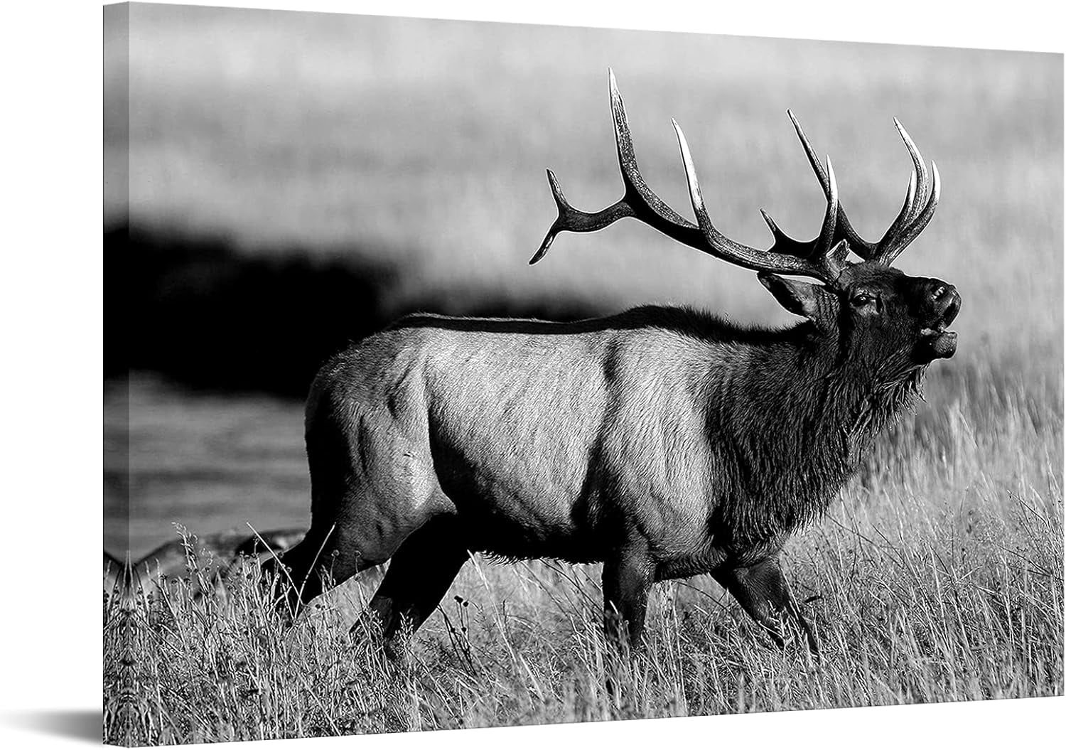 AABERIC Black White Bull Elk Canvas Wall Art Animal Picture Artwork ...
