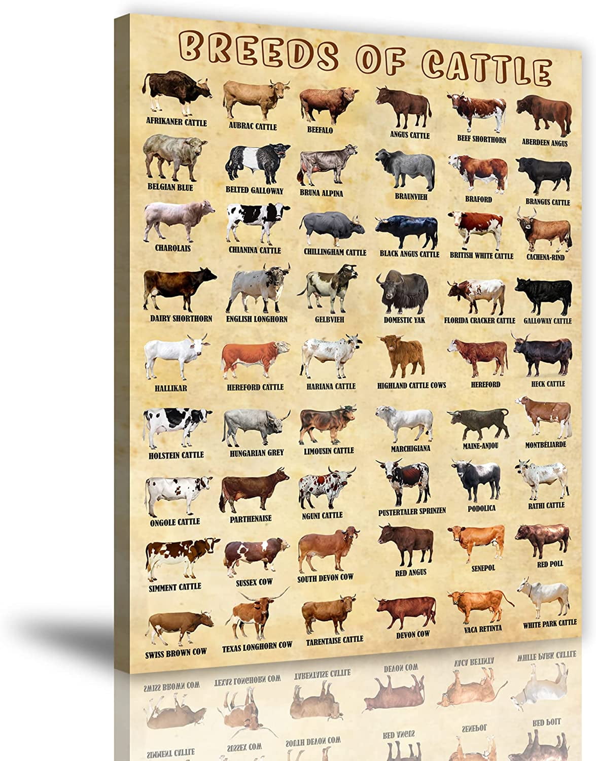 AABERIC Breeds of Cattle Poster Animal Canvas Farmhouse Highland Cow ...