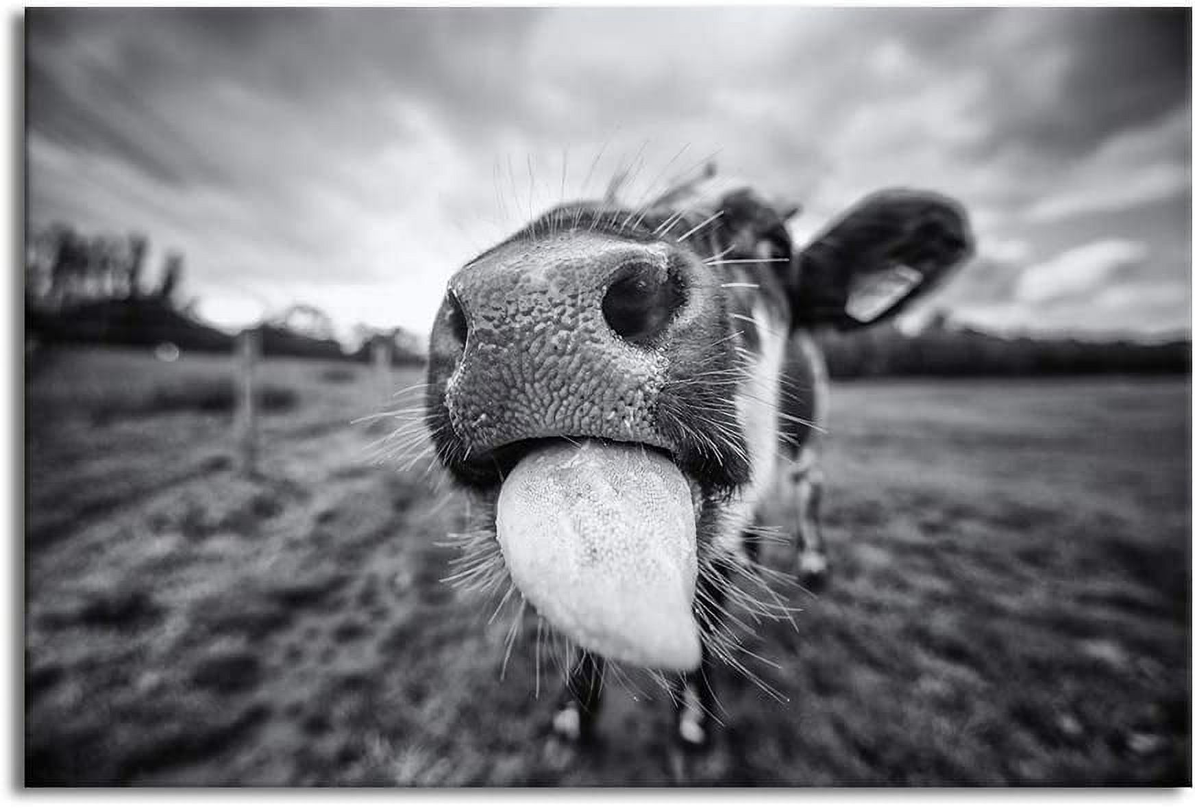 AABERIC Canvas Print Wall Art Black and White Freedom Highland Cow Pictures Funny Animal ...