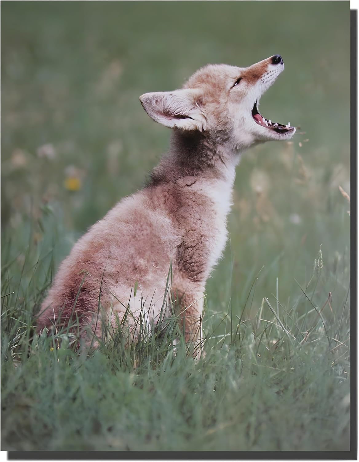 AABERIC Coyote Pup Kids Room Howling Wildlife Nature Animal Creature ...