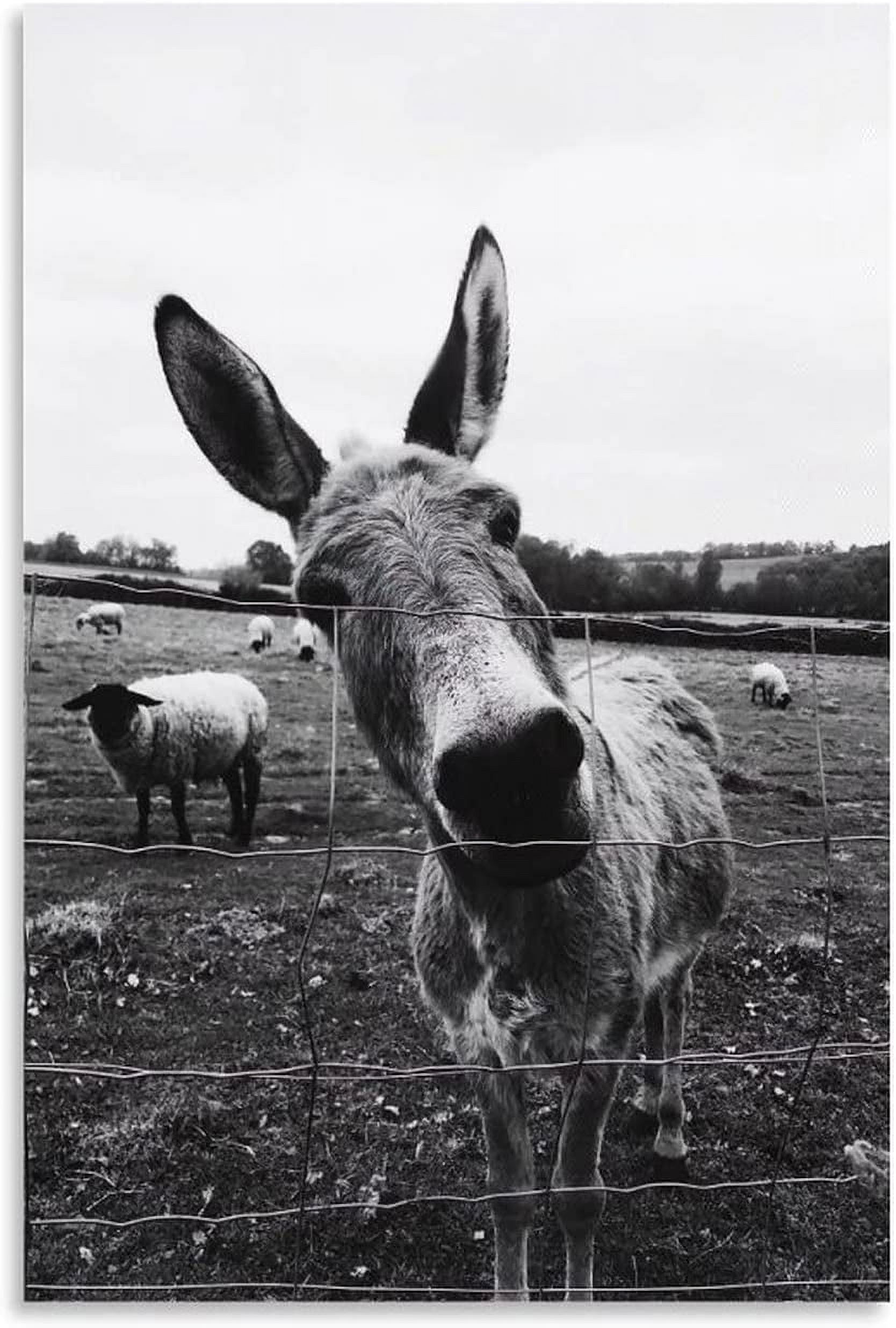 AABERIC Cute Donkey Poster,Farmhouse Black And White Wall Art Modern ...