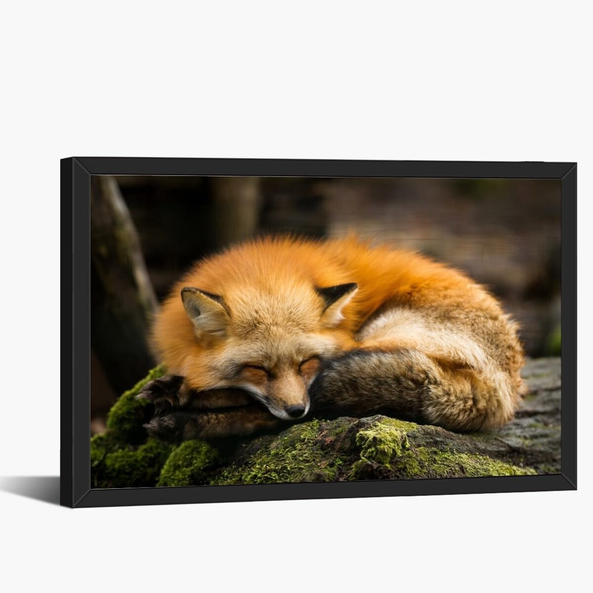 AABERIC Cute Fox Sleeping Wildlife Red Fox Animal Poster Prints Wall ...
