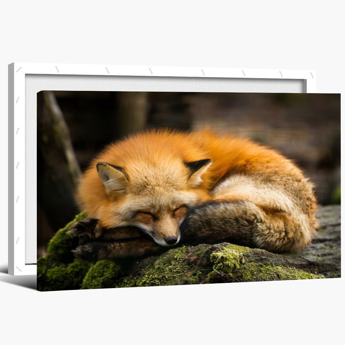AABERIC Cute Fox Sleeping Wildlife Red Fox Animal Poster Prints Wall ...