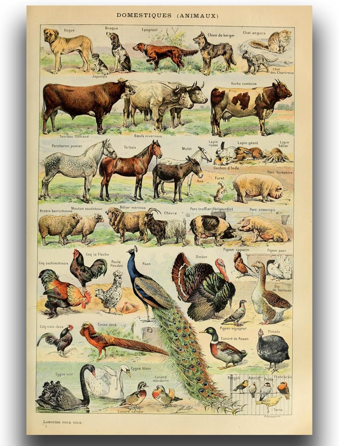AABERIC Dog Breeds Posters Domestic Animal Species Collection ...