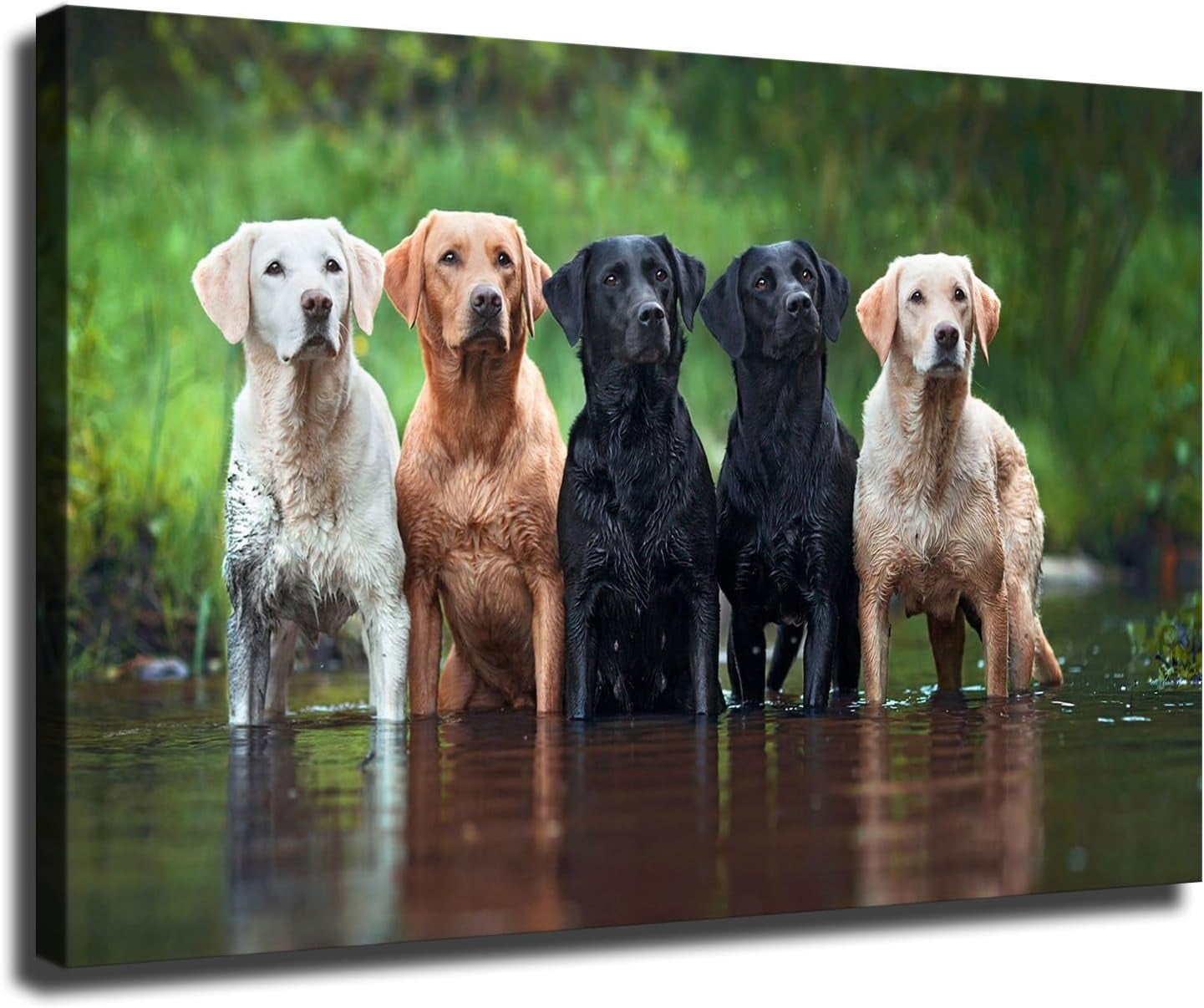 AABERIC Five Labrador Retrievers in The River. Animals Poster Canvas ...