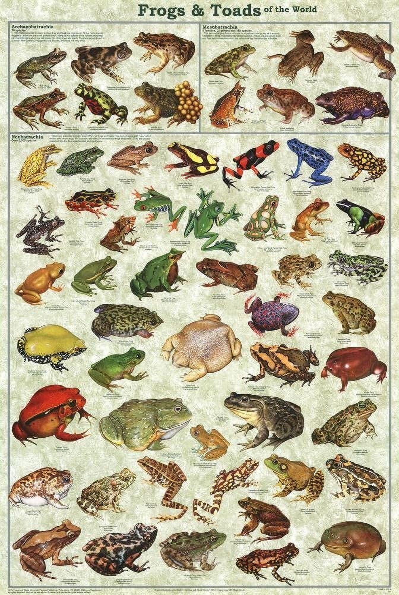 AABERIC Frogs & Toads of the World Laminated Educational Science ...