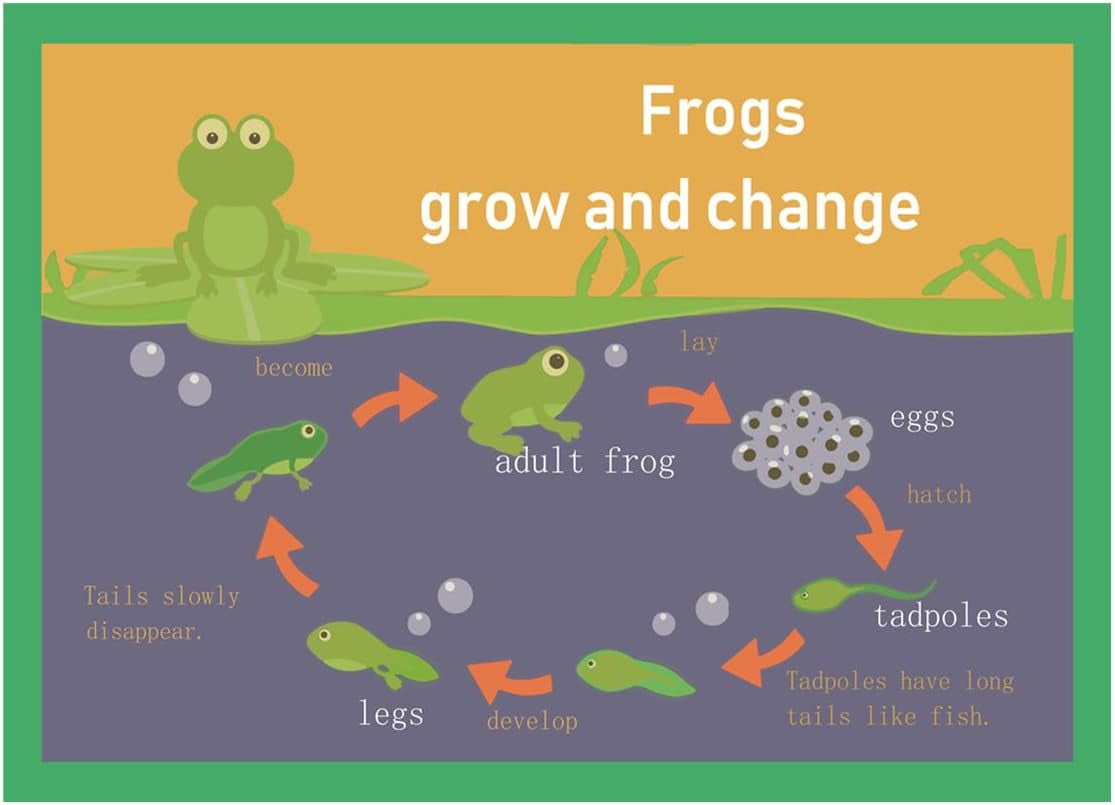 AABERIC Frogs grow change Mind Mapping Educational Posters Toddlers ...