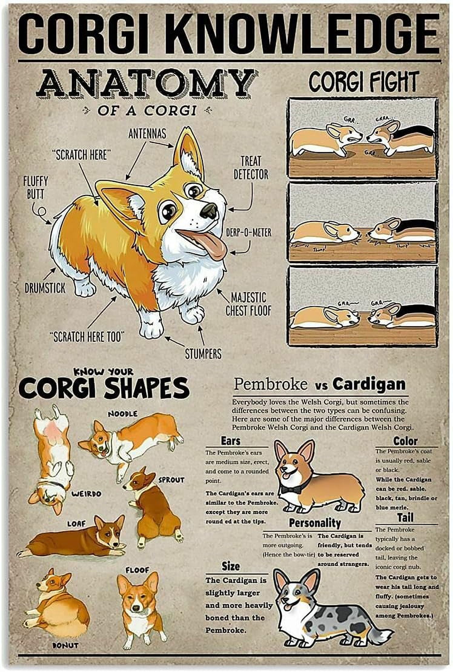 AABERIC Funny Metal Tin Sign Corgi Knowledge Dog Every Detail of Corgi ...