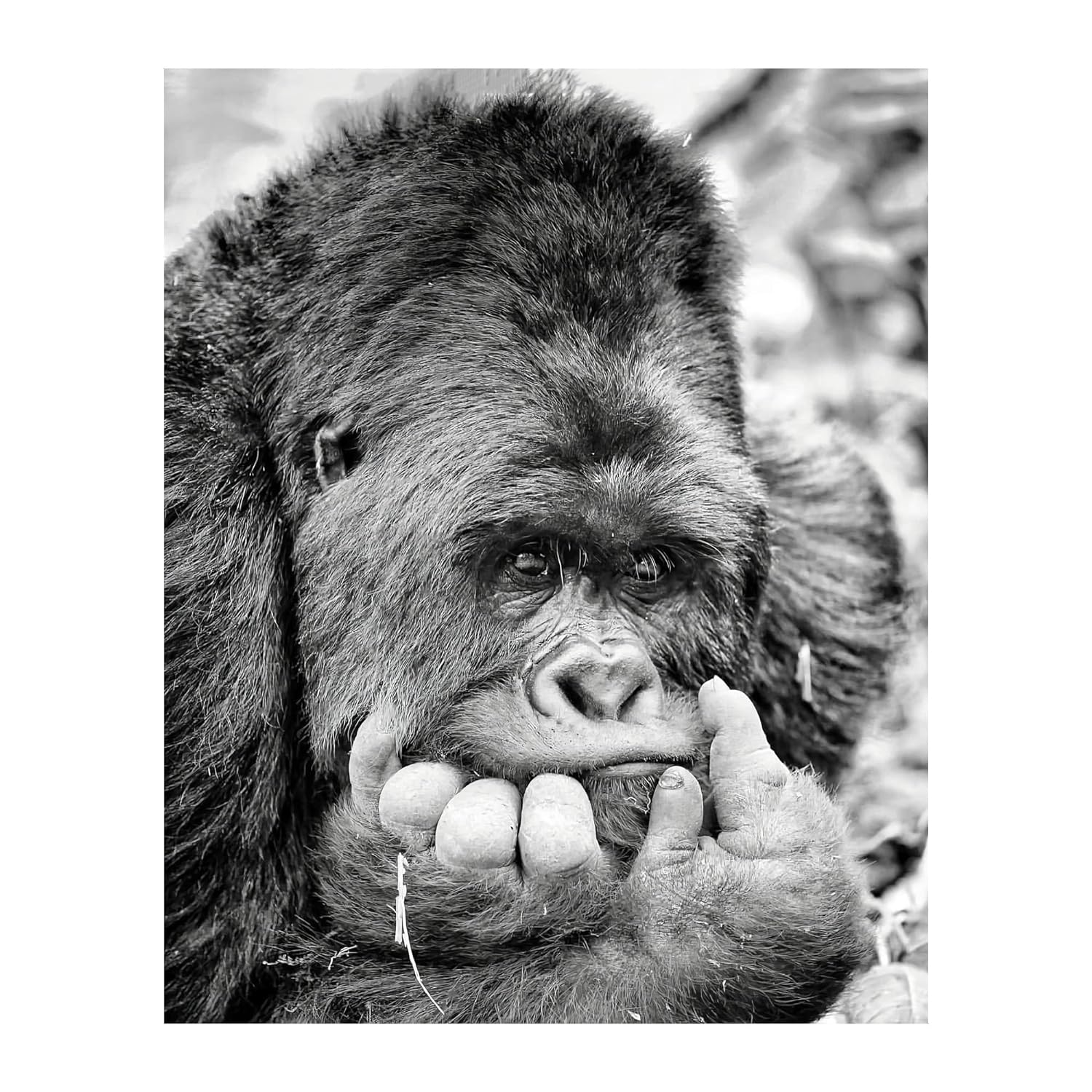 AABERIC Gorilla The Thinker - Animal Wall Art Decor, Cute Jungle ...