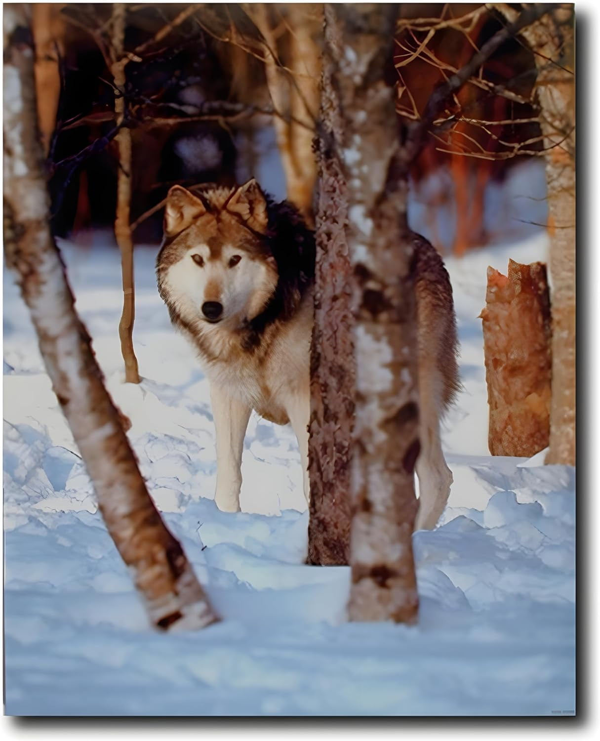 AABERIC Grey Timber Wolf in Snow Nature Wildlife Animal Creature Wall ...
