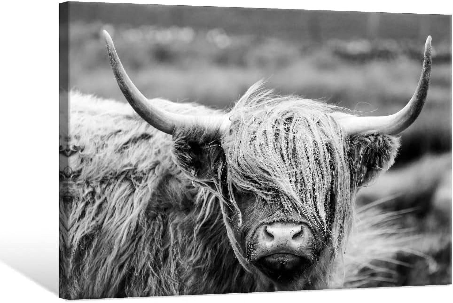 AABERIC Highland Cow Photography Wildlife Portrait Picture Black and ...