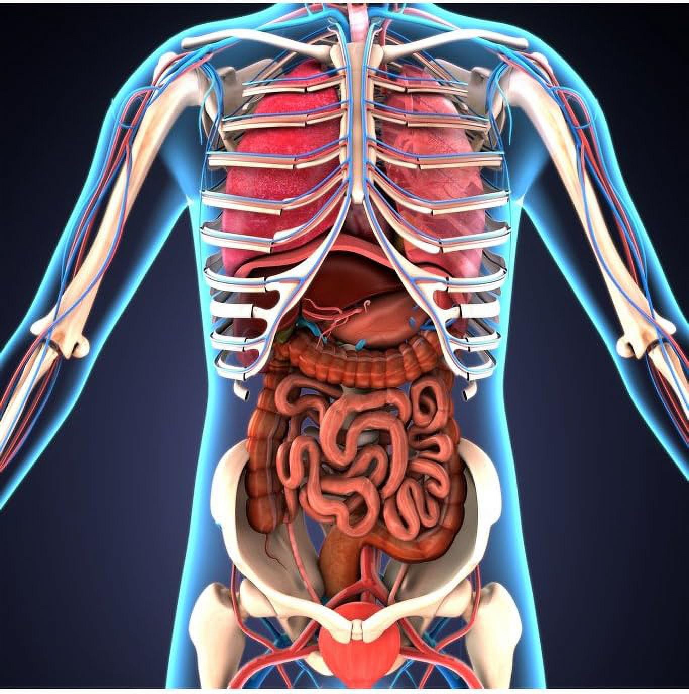 AABERIC Human Body Organs Skeletal System 3D Illustration Educational ...
