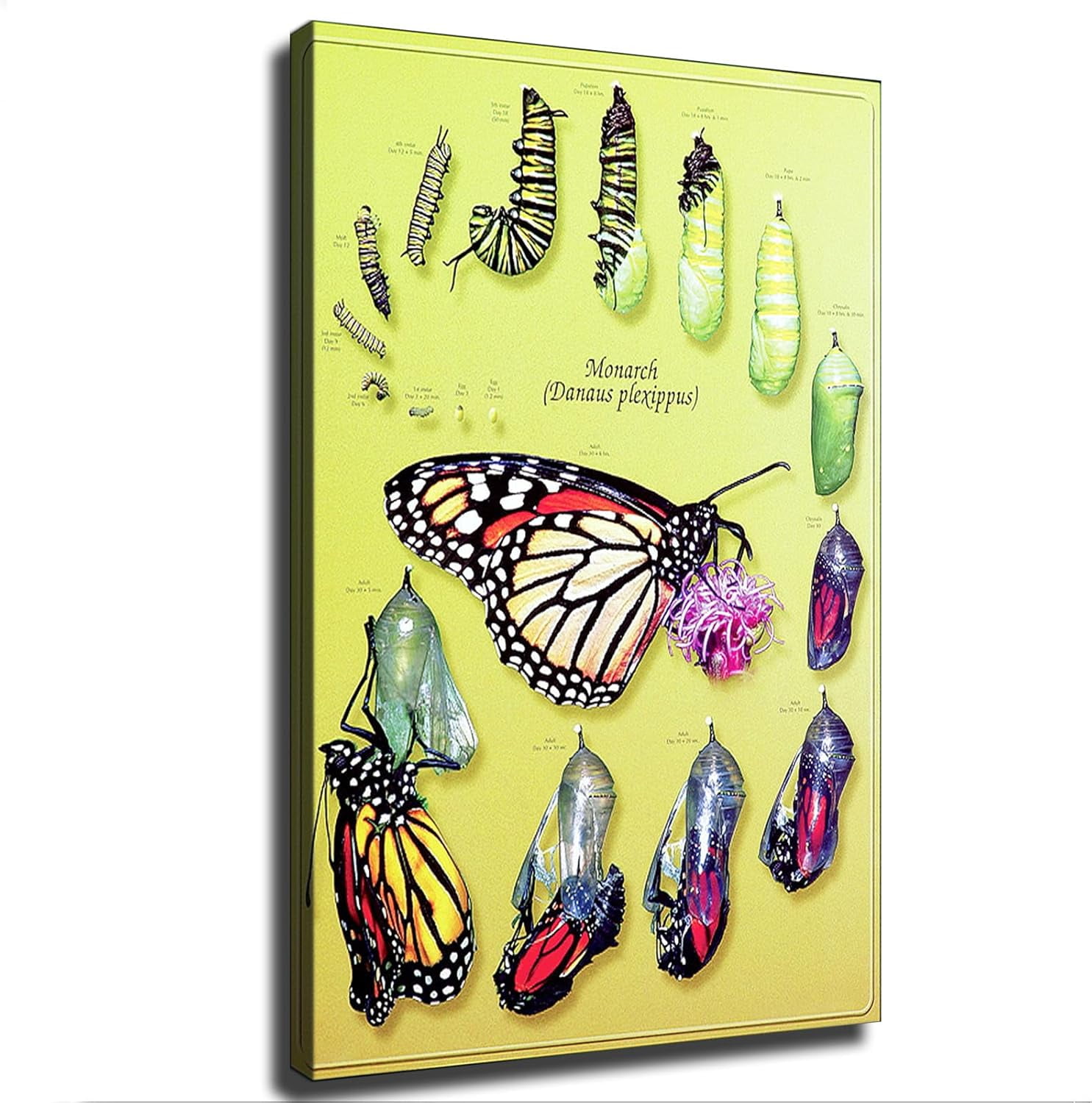 AABERIC Insect Science - Butterfly - Monarch Butterfly Life Cycle ...