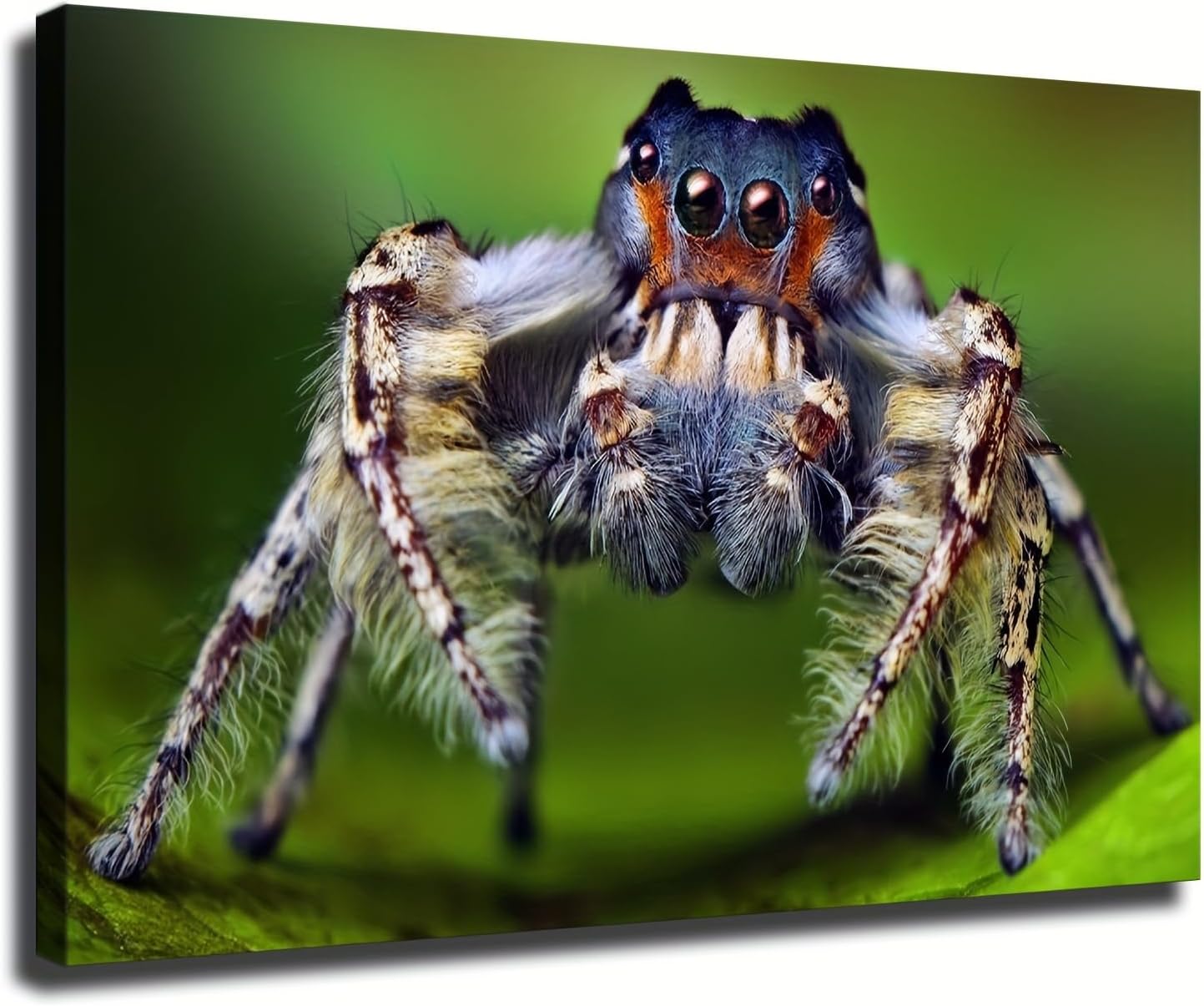 AABERIC Jumping Spiders Animal Poster Picture Print Canvas Wall Art for ...