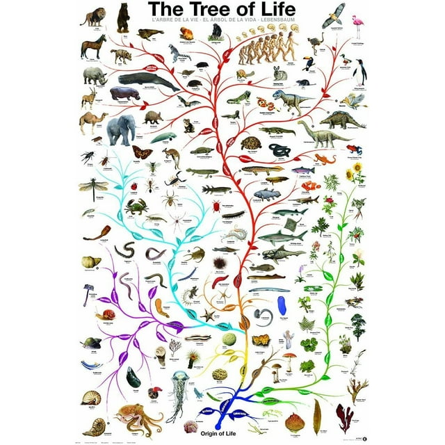 AABERIC Laminated Evolution The Tree of Life Novelty Biology Science ...