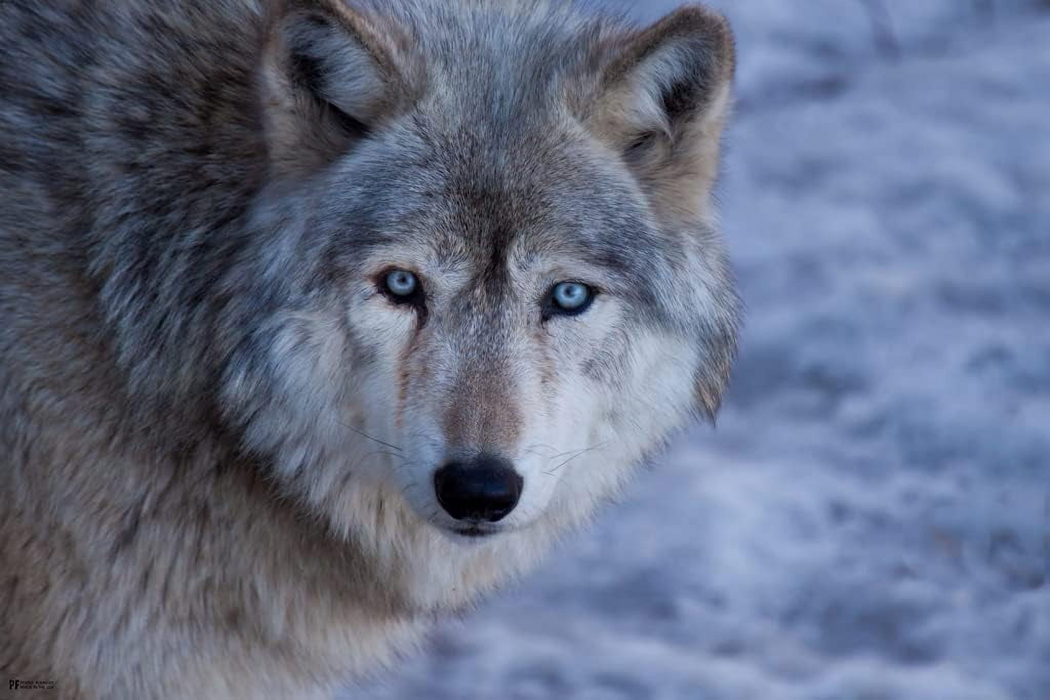 AABERIC Loving Wolves by Vincent Hie Nature Wolf Posters For Walls ...