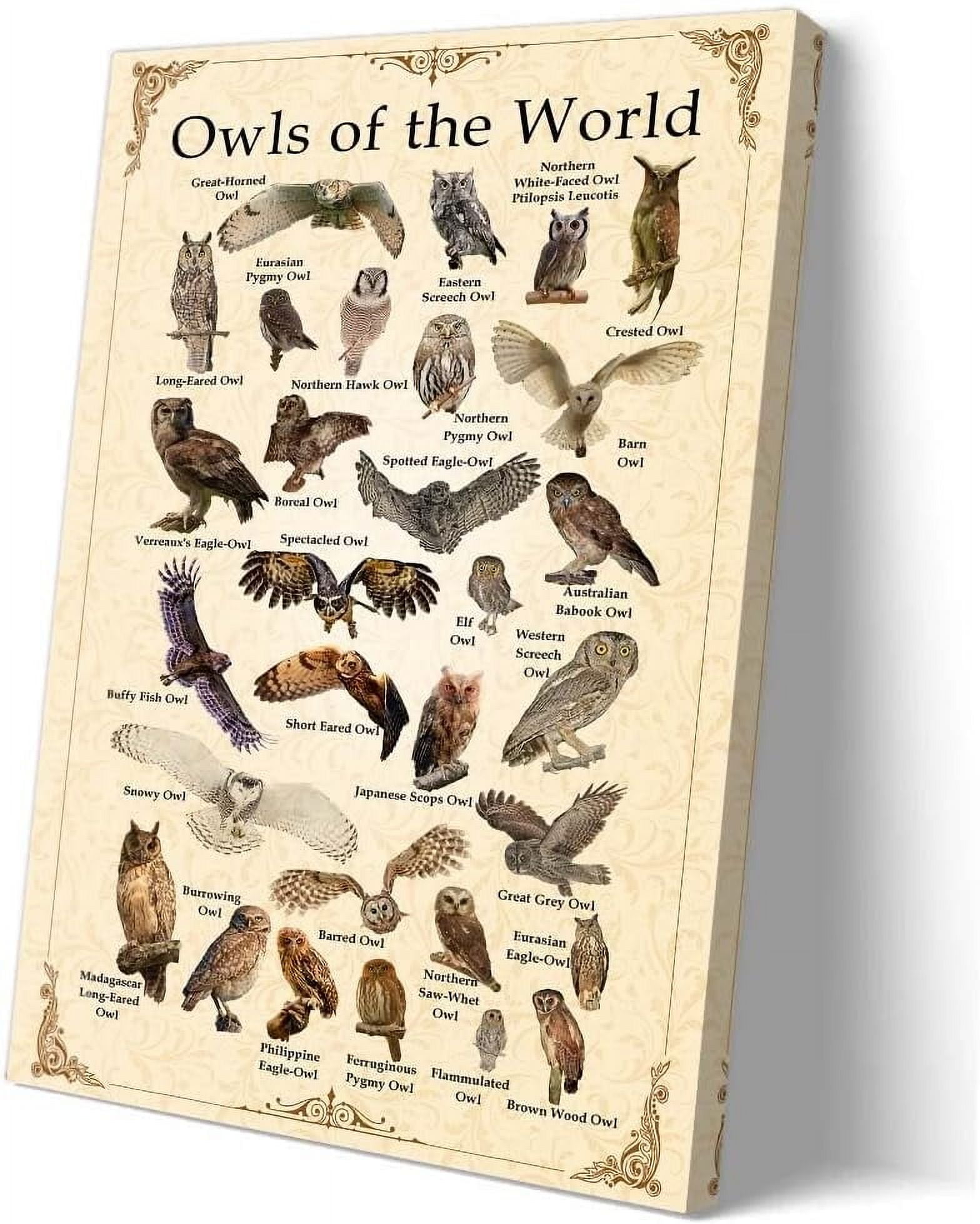 AABERIC Owl Wall Art Knowledge Poster Educational Wall Art Owl Poster ...