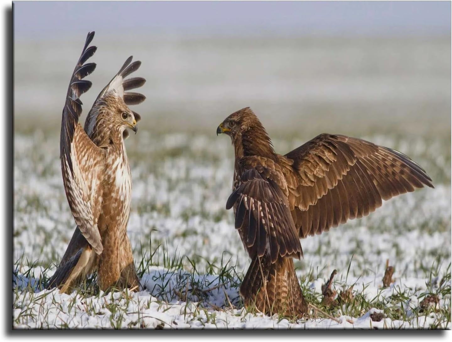 AABERIC Red Tail Hawks White Snow Wild Animals Eagle Bird Picture Wall ...