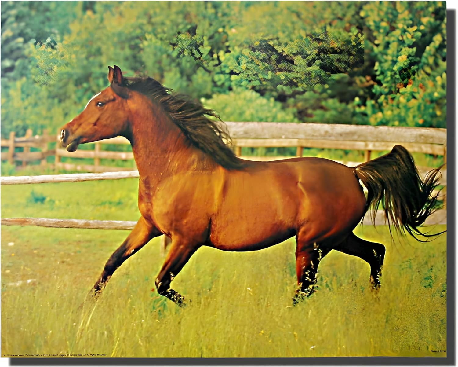 AABERIC Running Arabian Mare Horse Wild Animal Art Print Poster ...