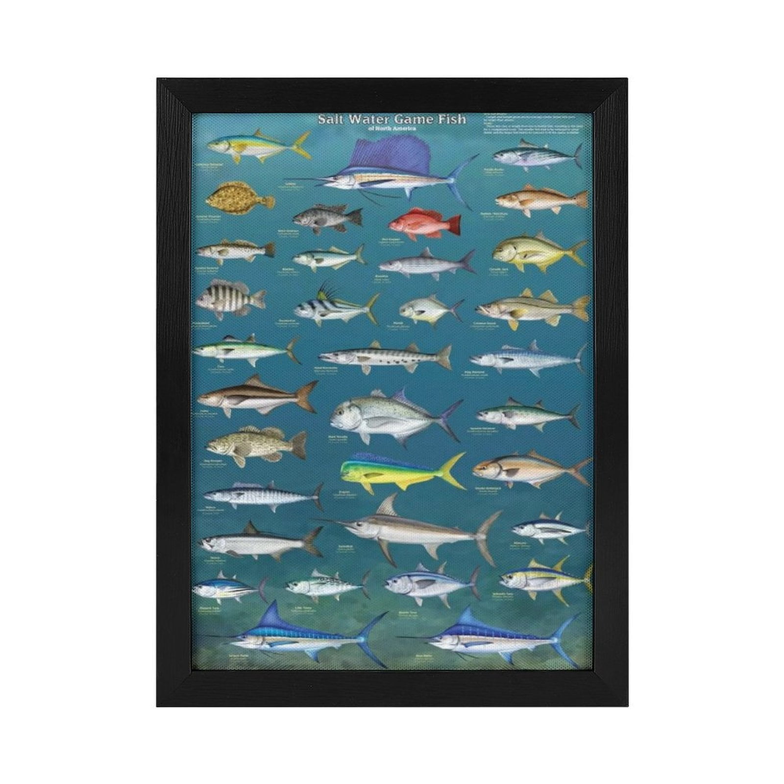 AABERIC Salt Water Game Fish of North America Educational Reference ...